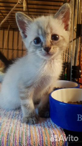 Котенок мальчик тайский 1,5 мес