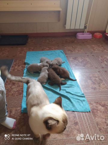 Продам котят
