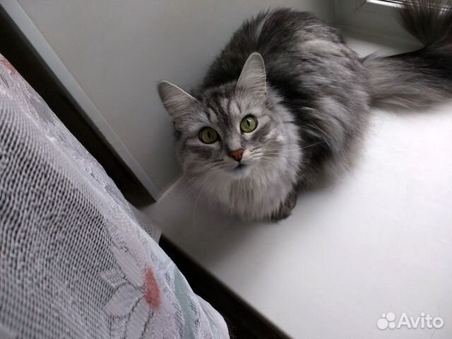 Кошка Бусинка