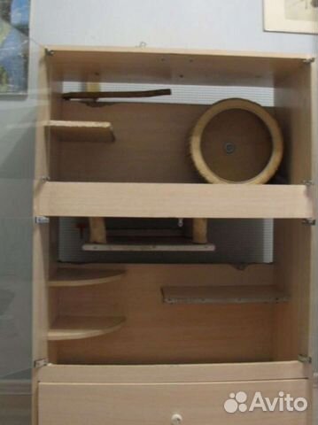 Шиншиллы, витрина, песочница