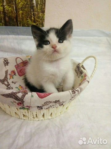 Классный малыш ищет дом