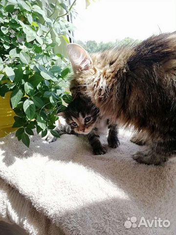Котенок Бобтейл