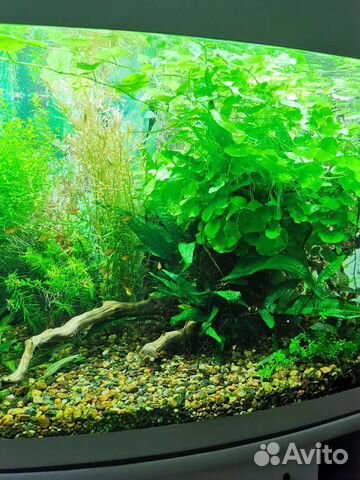 Прополка. Корм для черепах