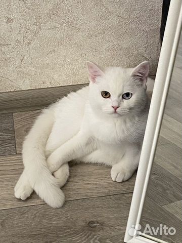 Британские котята