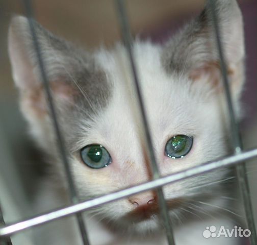 Белый котенок с серыми ушками Дэвис, 1 месяц