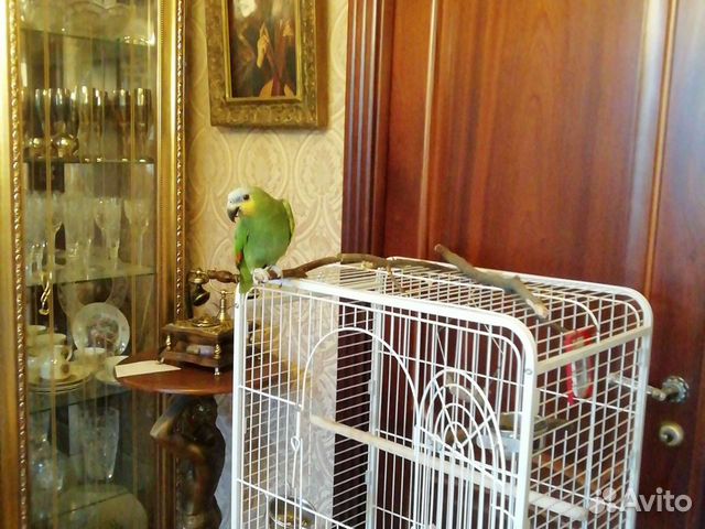 Попугай Амазон