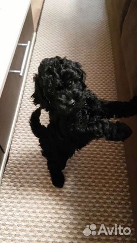 Собака черный малый пудель порода Шоу шок