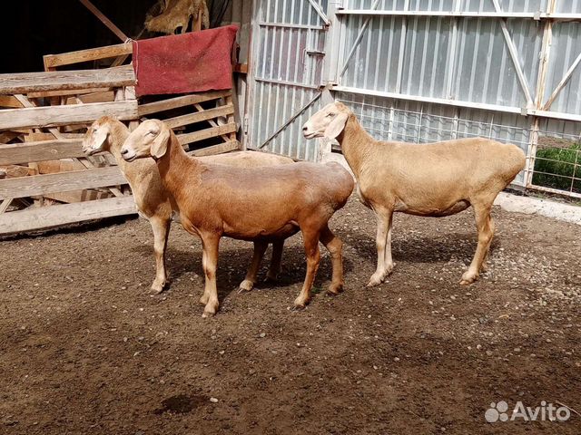 Гиссарские овцы