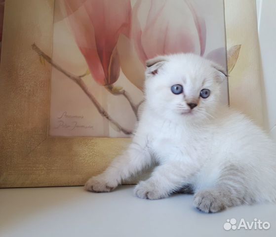 Голубоглазые шотландские котята