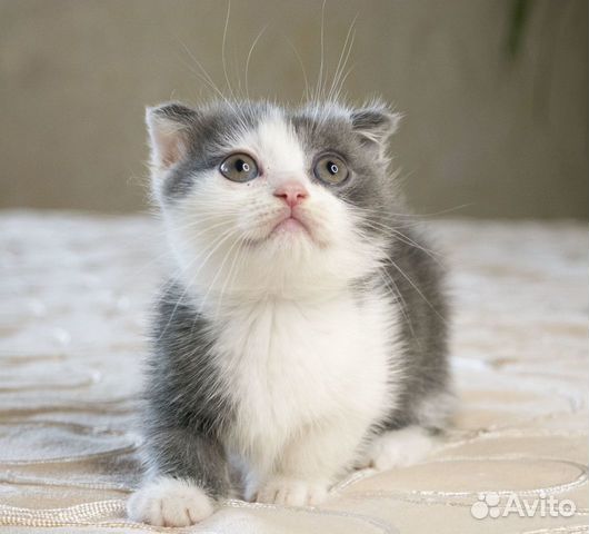 Котята Манчкин Килт