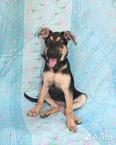 Метис овчарки, девочка 3,5 мес., в добрые руки