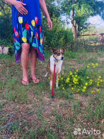 Собачка Лиза в добрые руки