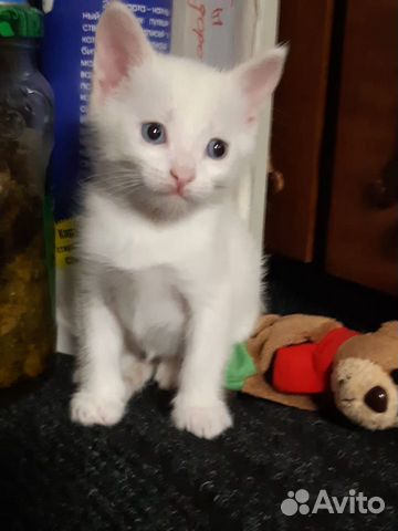 Котята