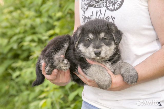 Щенок Тоша 2 мес, привит, будет по колено
