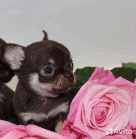 Щенки чихуахуа мини