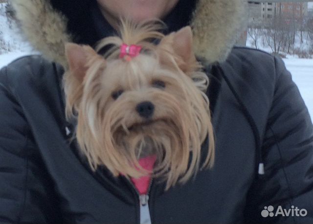 Йоркширский терьер на условиях