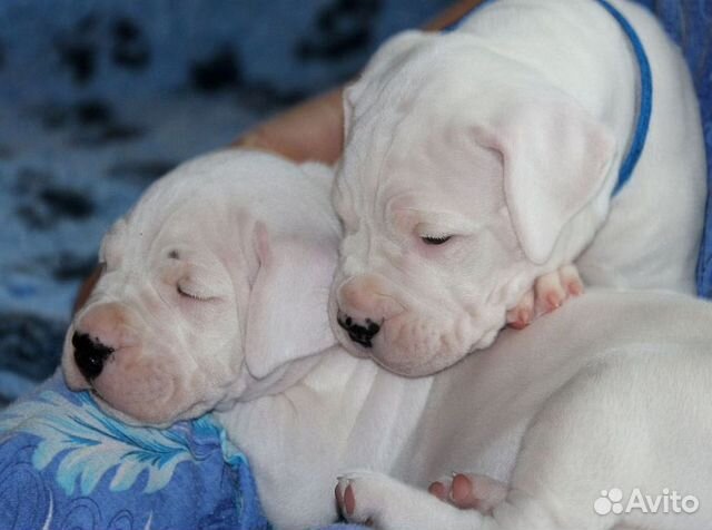 Аргентинский дог белоснежные мальчики и девочка