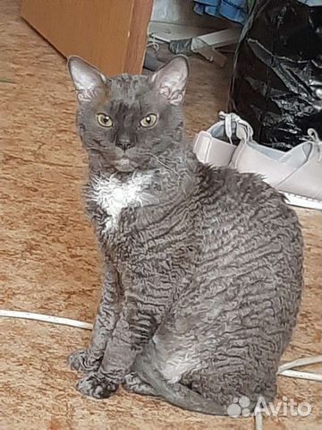 Уральский рекс