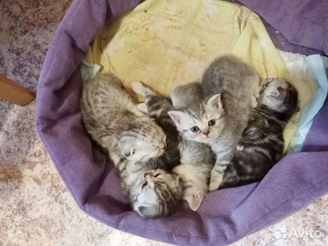 Шотландские котята