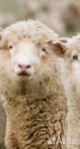 Продаются матки и ягнята