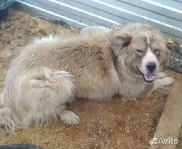 Добрый пёс похож на мишку коалу