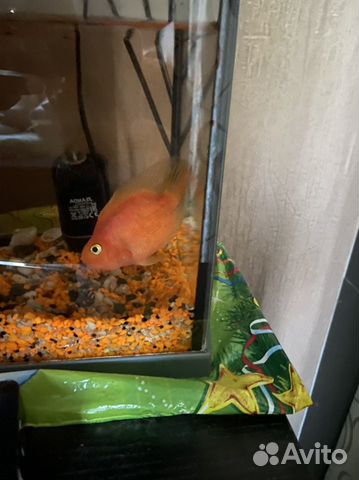 Рыбы попугайчики