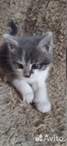 Котёнок серо-голубой