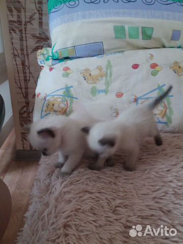 Сиамские котята