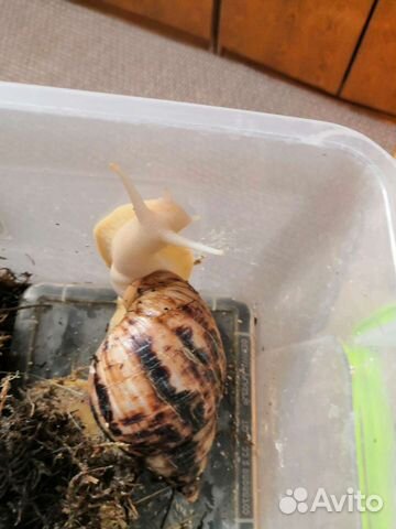 Улитенок подросток Ахатина Ретикулята Альбино