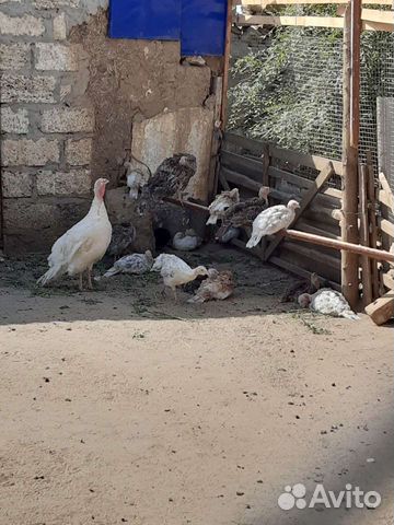 Индюшата, гусята