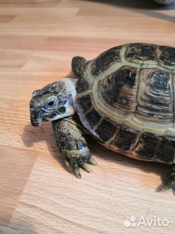 Черепаха сухопутная