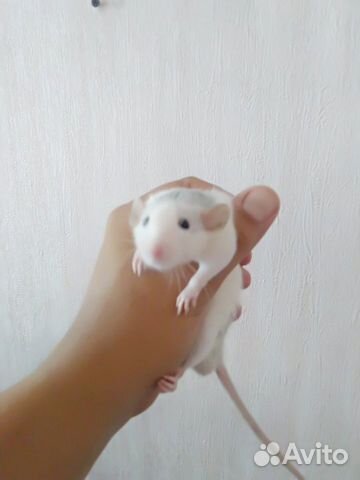 Крыса мальчик