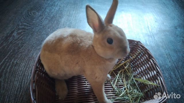 Карликовый кролик мини