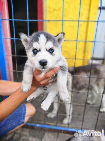 Сибирский хаски