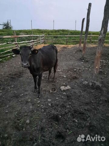 Коровы дойные молочные