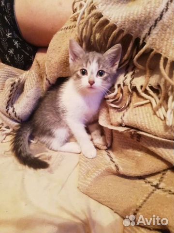 Котейка в добрые ручки