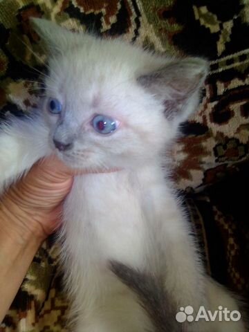 Сиамская кошечка