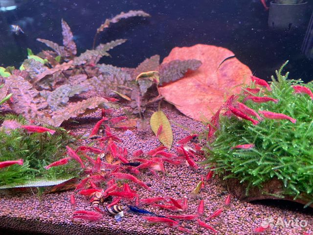 Креветки черри