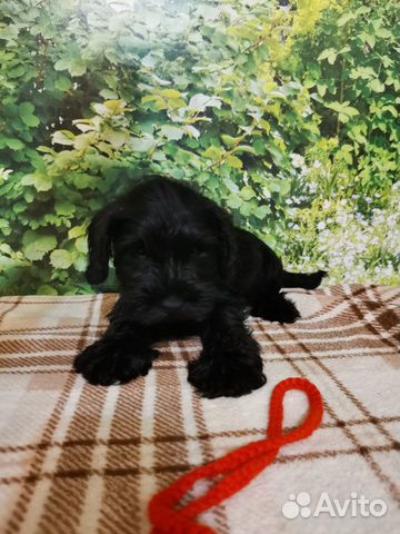 Цвергшнауцер щенки