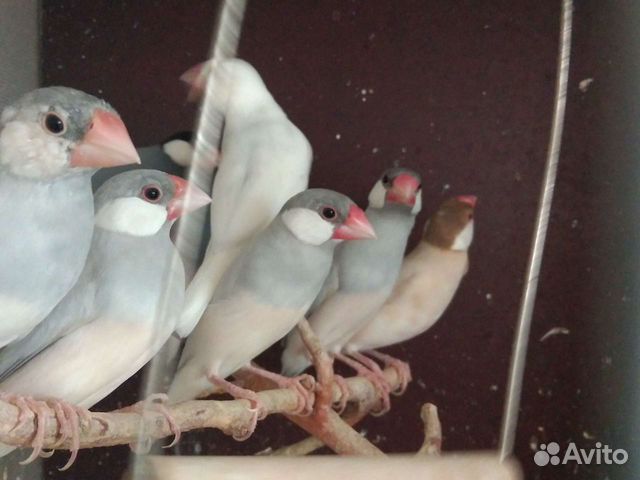 Рисовые амадины и канарейки самочки