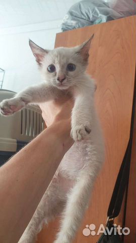 Котенок девочка в добрые руки