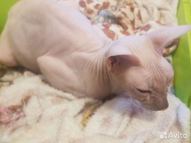 Канадский сфинкс