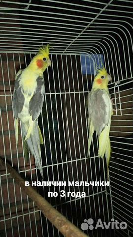 Попугай корелла