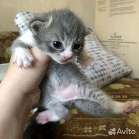 Котята