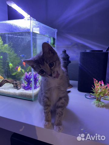 Домашние животные котенок