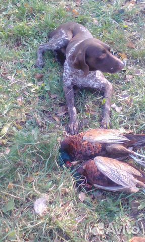 Щенки курцхаара