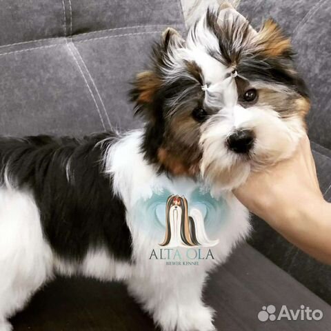 Бивер терьер щенок