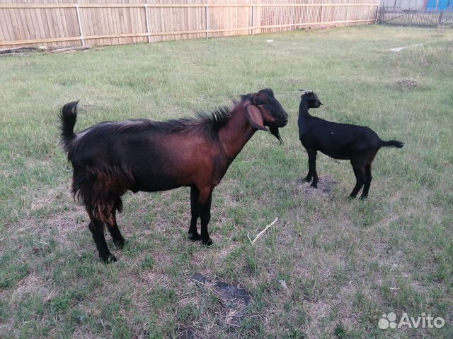 Продаются породистые козы