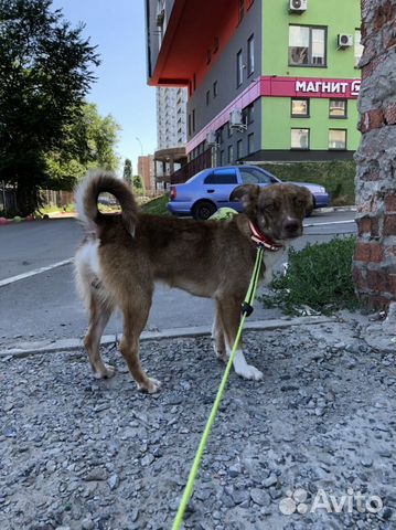 Хорошая Собака ищет дом