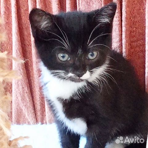 Котенок черно-белый